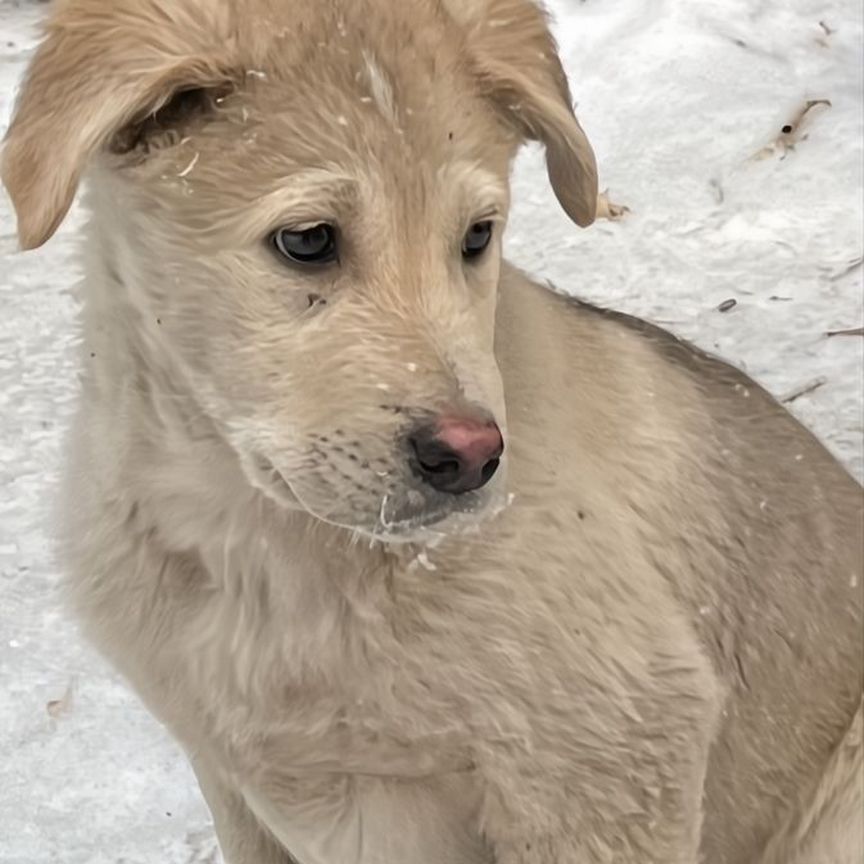 Щенок в добрые руки