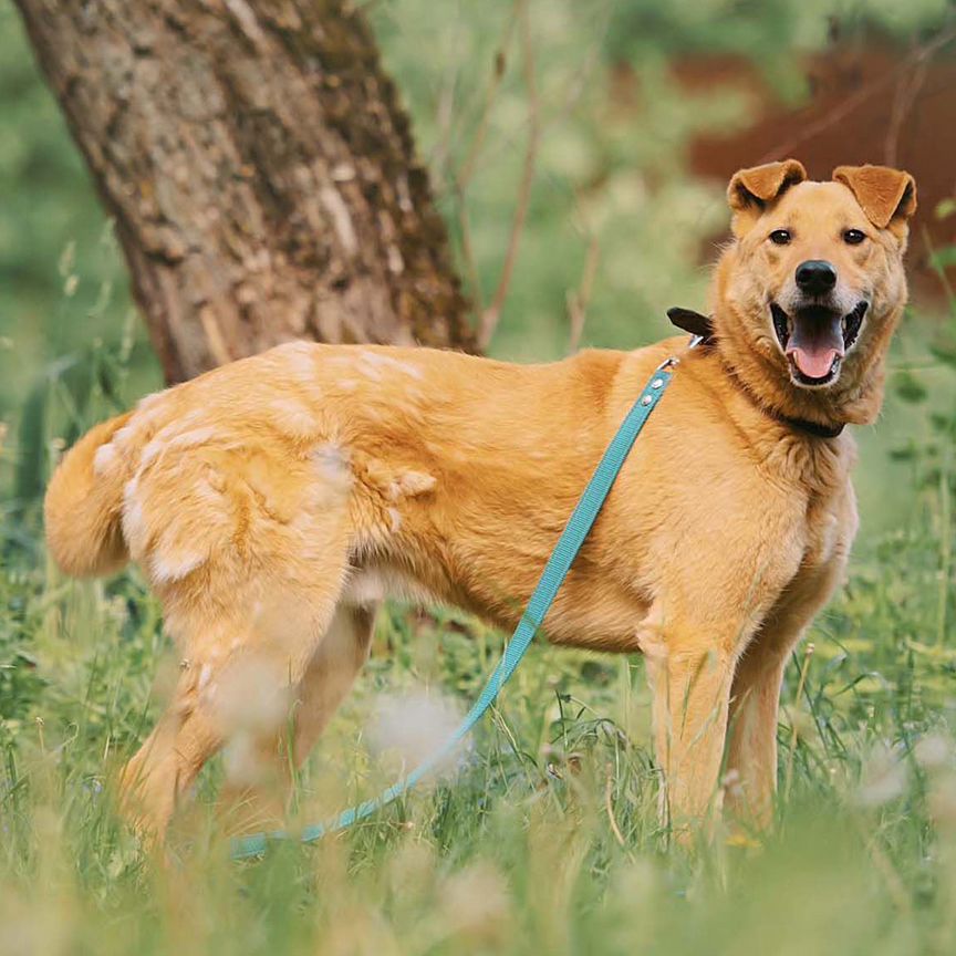 Взрослая собака в добрые руки