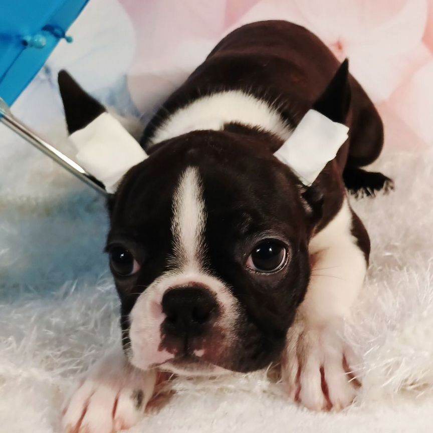 Бостон-терьер, щенок
