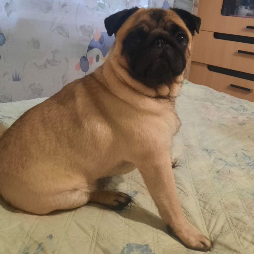 Мопс, взрослая собака