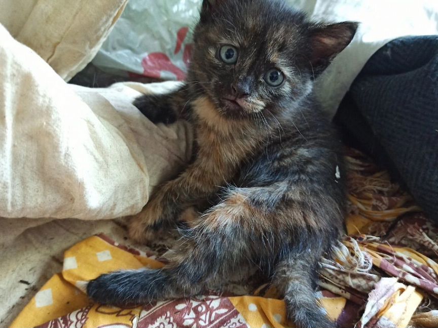 Котята ищут дом