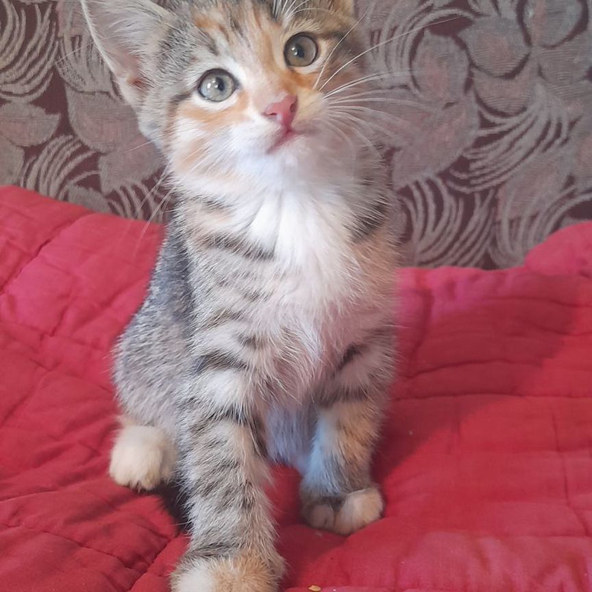 Отдам в добрые руки игривых домашних котят