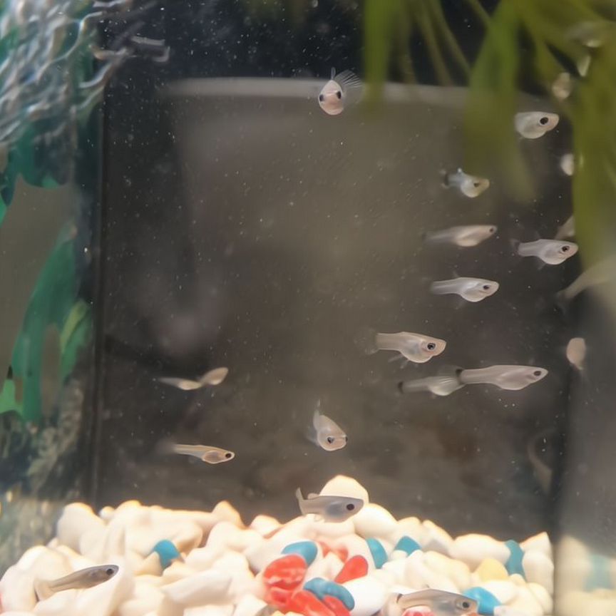 Аквариумные рыбки гуппи