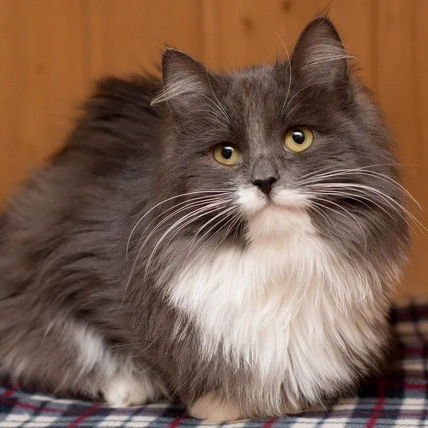 20 кошек не доживут до весны