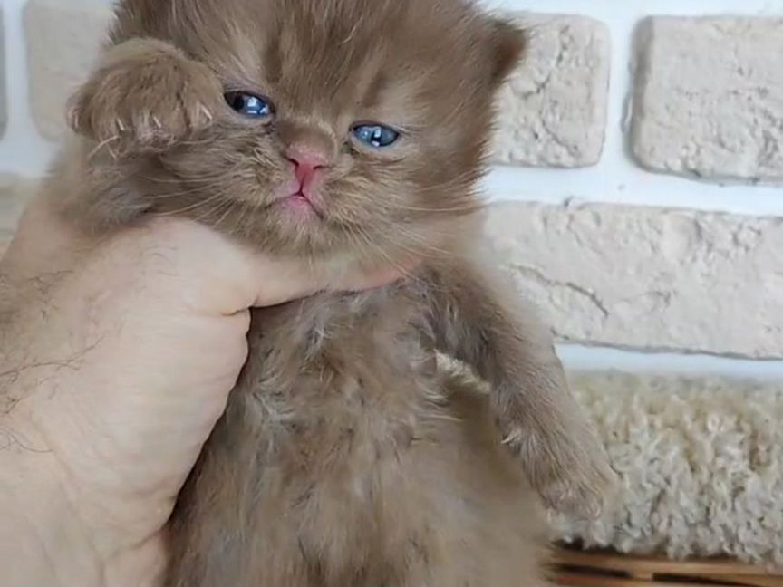 Британские котята шоколад циннамон лилак