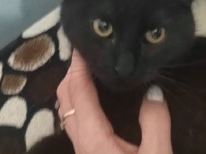 Самый красивый и игривый кот