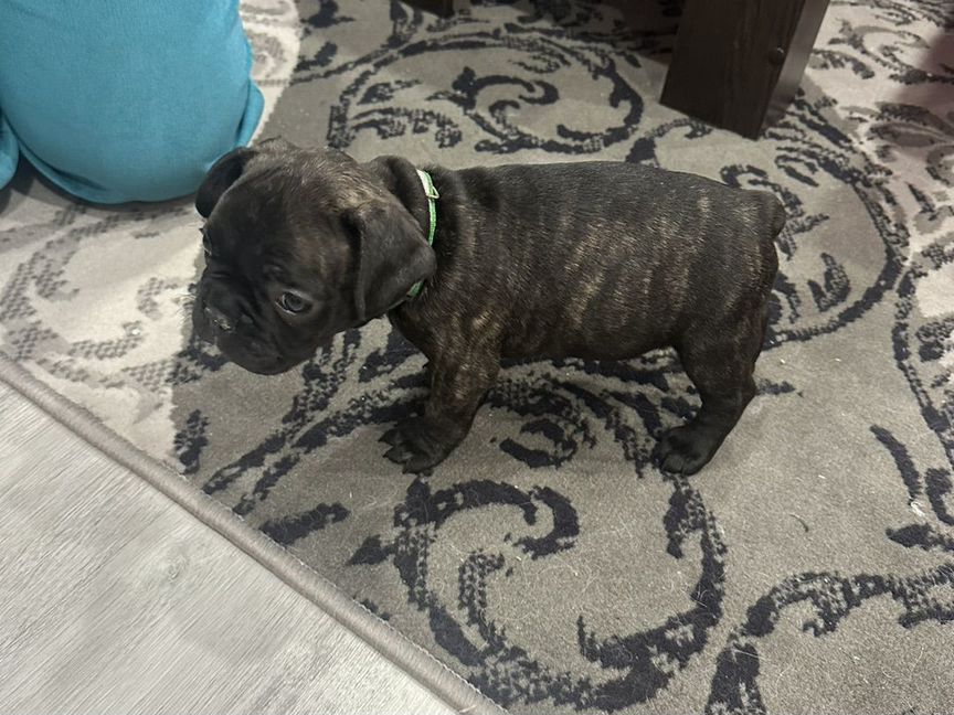 Французский бульдог щенки