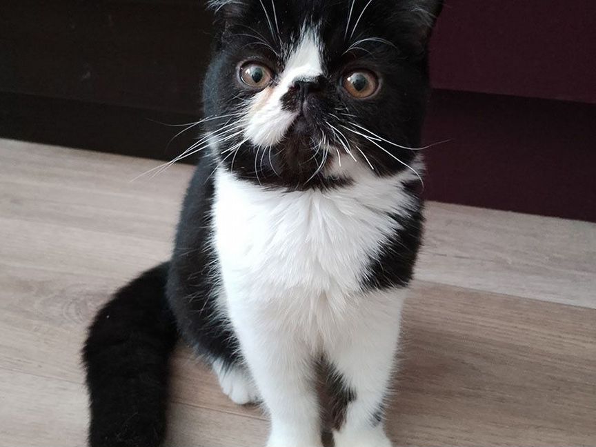 Котенок, экзот, мальчик