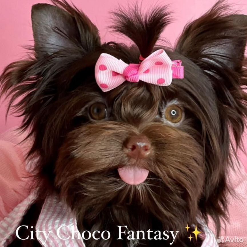 Цветные йорки