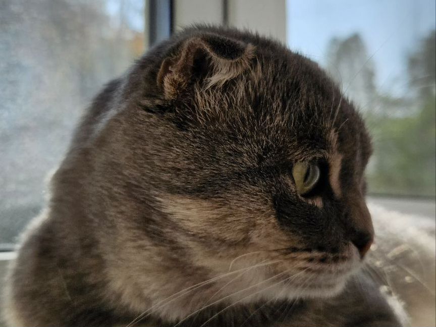 Кошки в добрые руки бесплатно