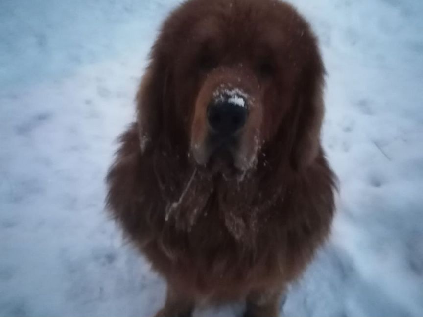 Тибетский мастиф