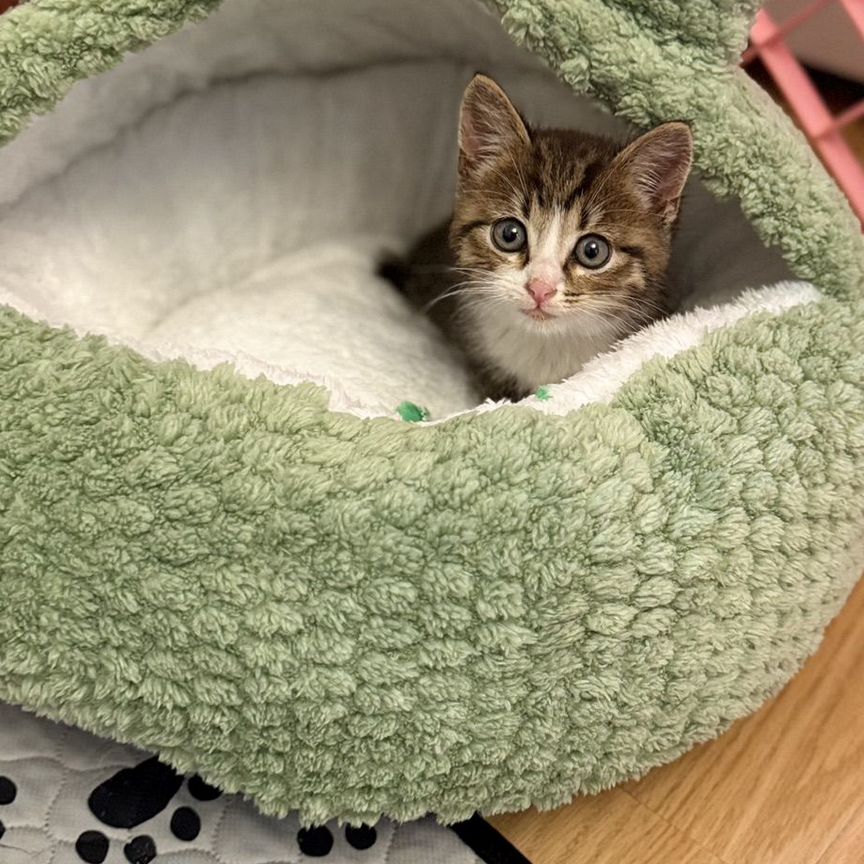 Котёнок в добрые руки