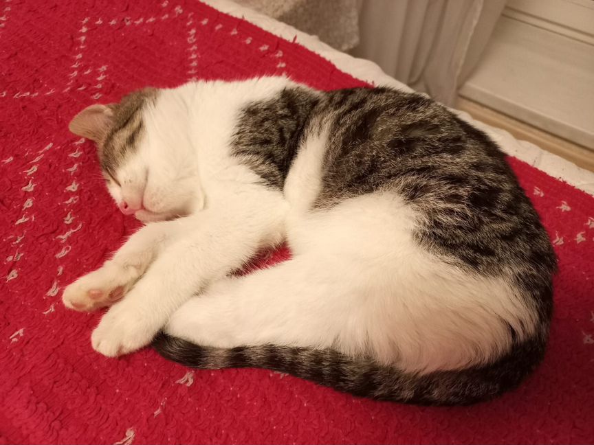 Котята в добрые руки даром