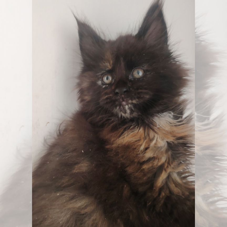 Мейн-кун котёнок