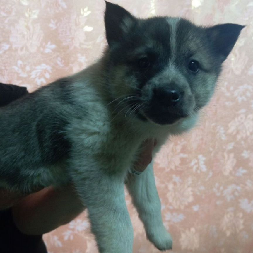 Лайка, щенок