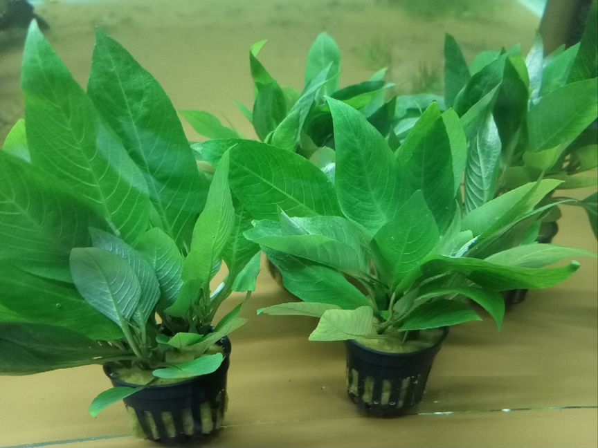 Гигрофила коримбоза компакт, рыбки и растения