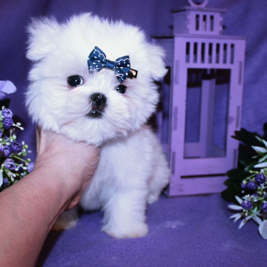 Мальтийская болонка, щенок