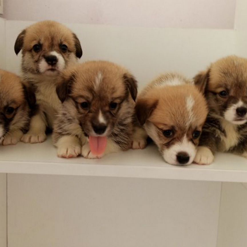Вельш Корги щенки