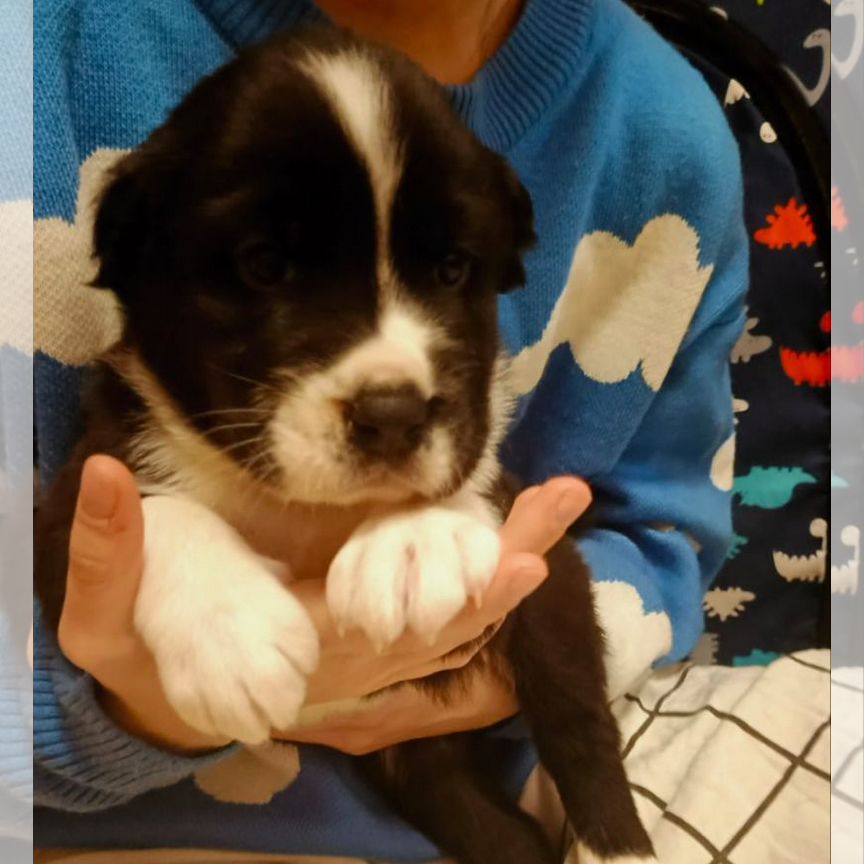 Среднеазиатская овчарка, щенок