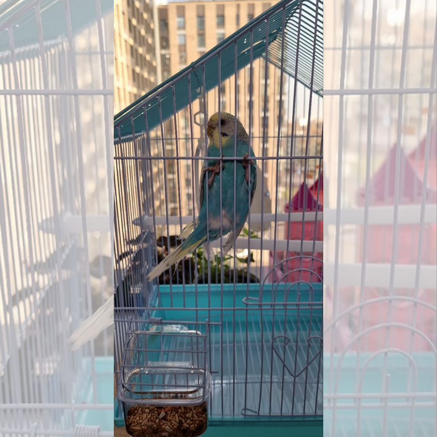 Попугай неразлучник с клеткой