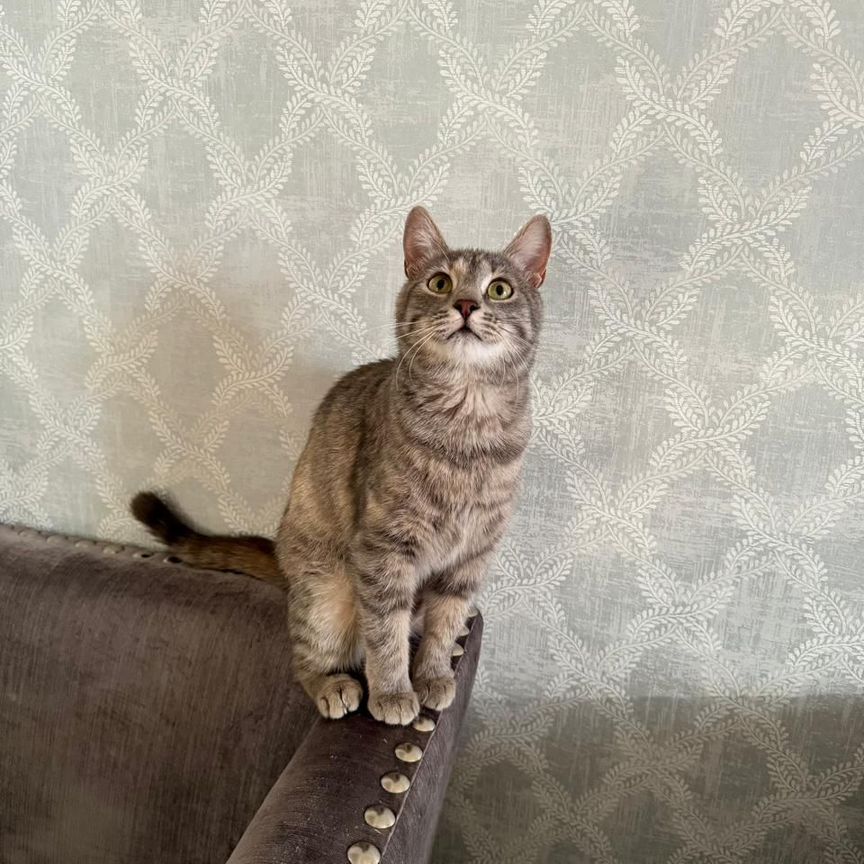 Кошка
