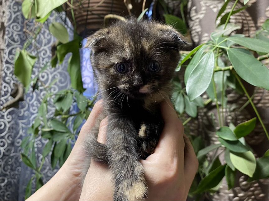 Вислоухие котята