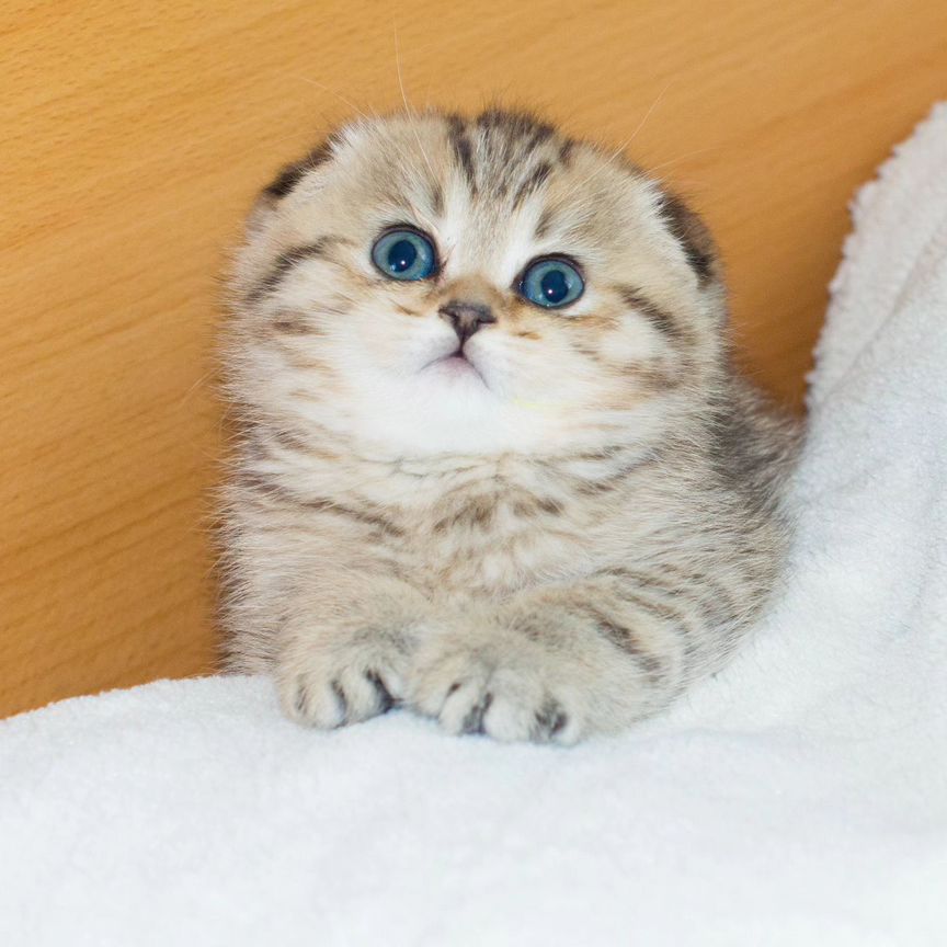 Девочка Scottish-fold ny24