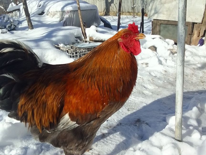 Петухи брама 7 мес