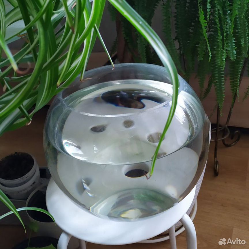 Аквариум 10 литров, круглый. Флорариум, террариум