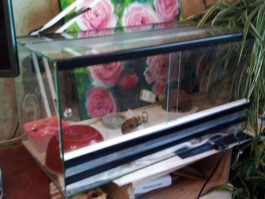 Террариум для эублефара