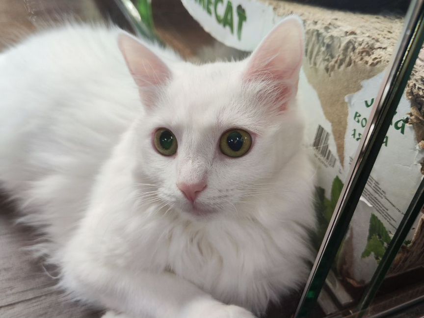 Кошка невероятной красоты