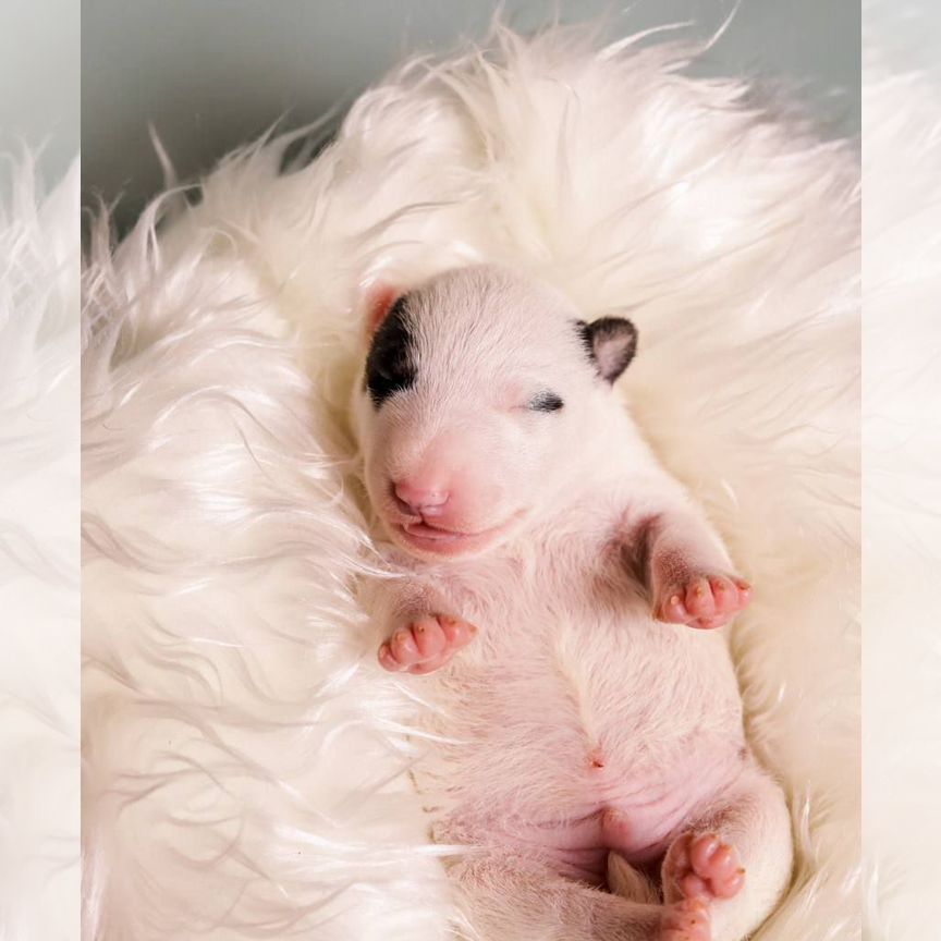 Мини-бультерьер, щенок