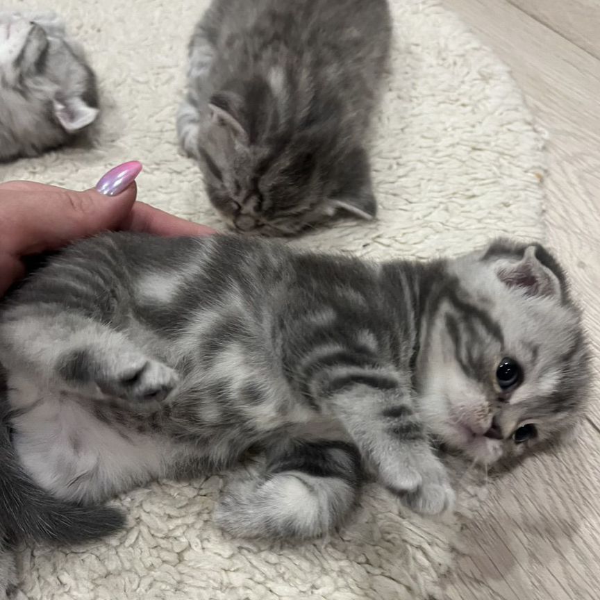 Шотландский вислоухий длинношёрстный котёнок