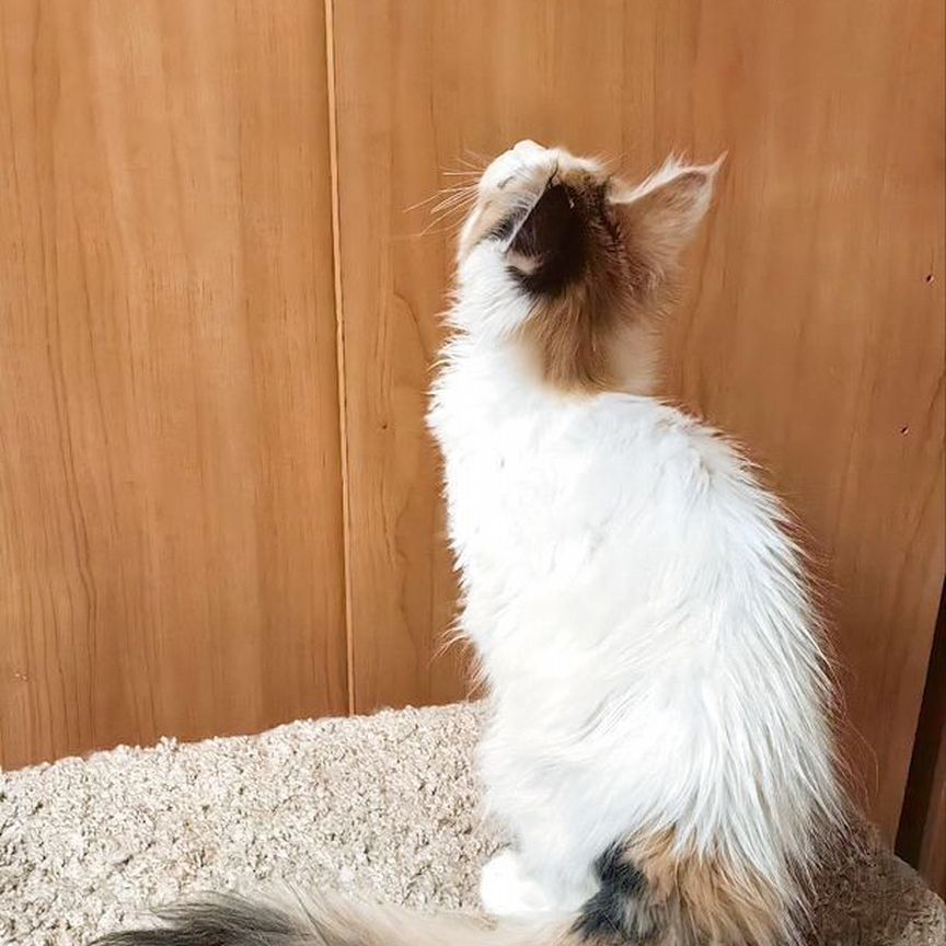Котенок девочка Мейн кун