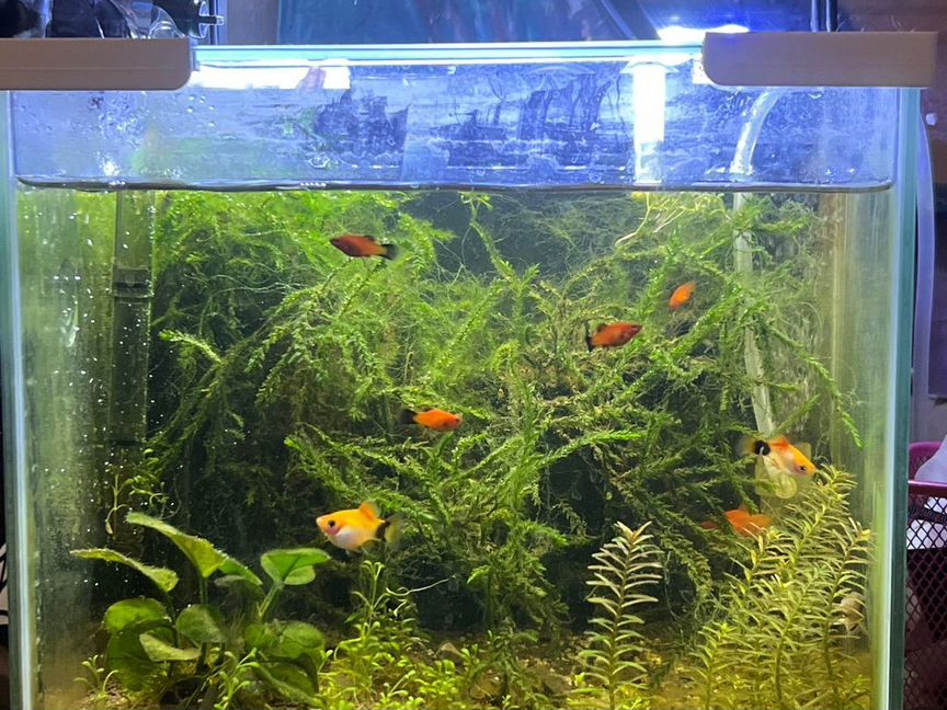 Аквариумные рыбки пецилии