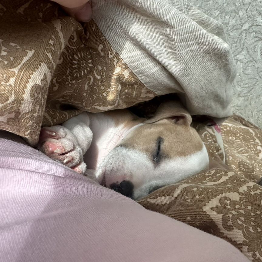 Стаффордширский терьер