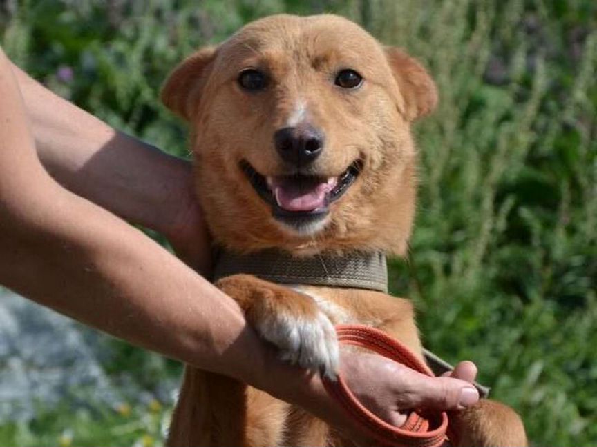 Симка ищет дом