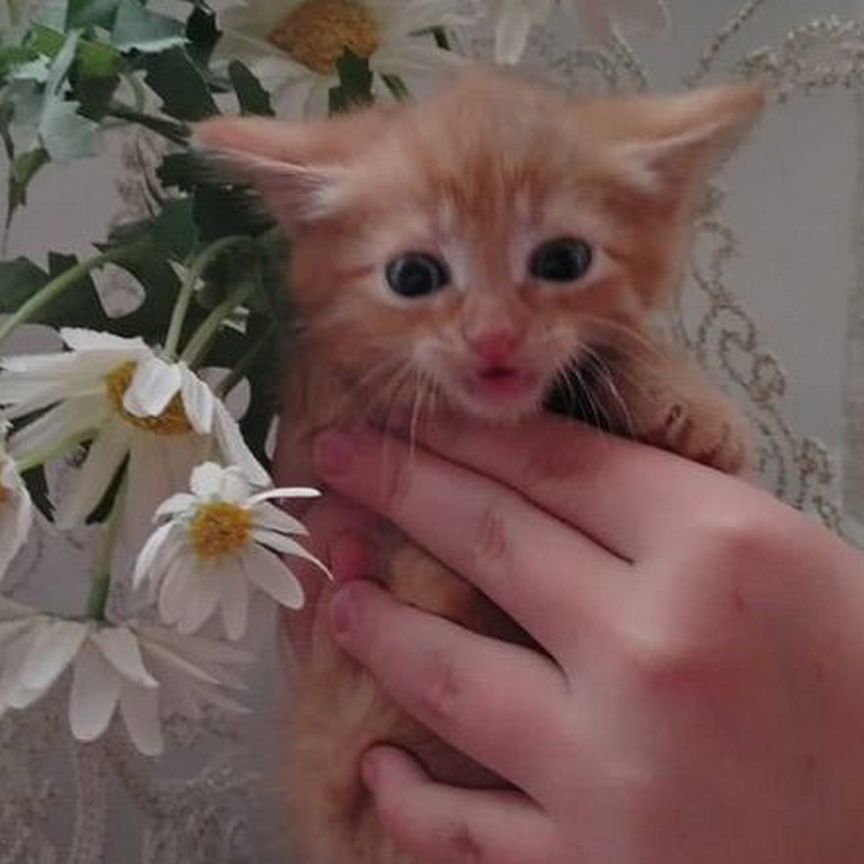 Котята в дар