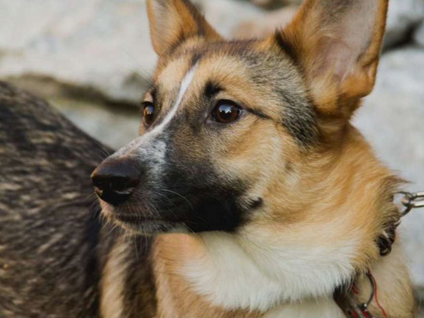 Собака в добрые руки