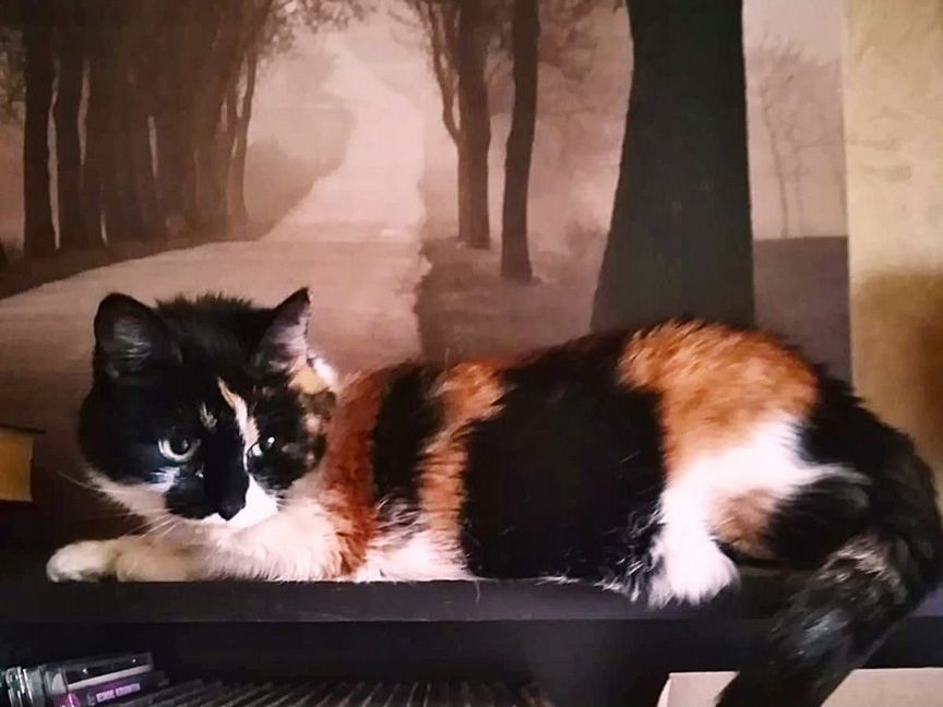Кошечка трехцветная, зеленоглазая
