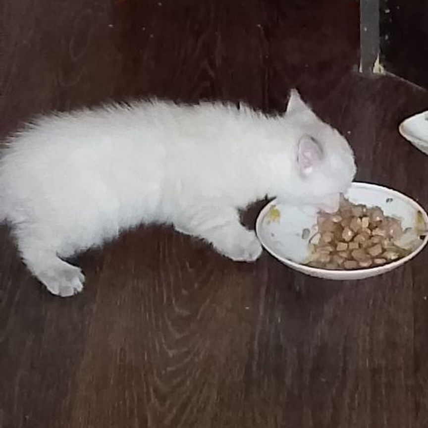 Сиамский котёнок