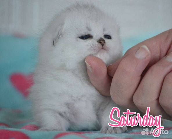 Голубоглазая зефирка ждёт любящие ручки