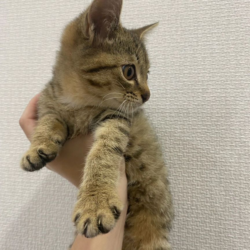 Кошачка в добрые руки