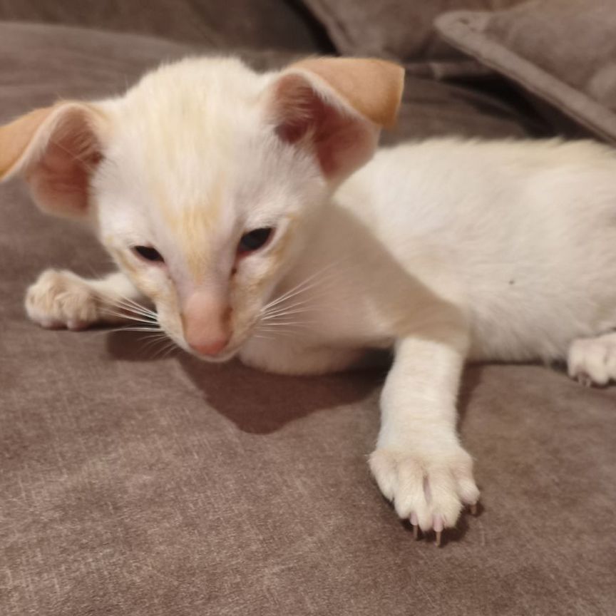 Ориентальный котёнок