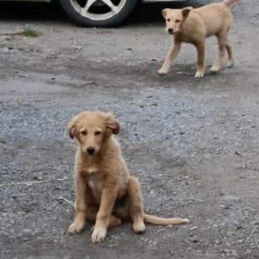 Мальчишки в Добрые руки (3-4мес.)