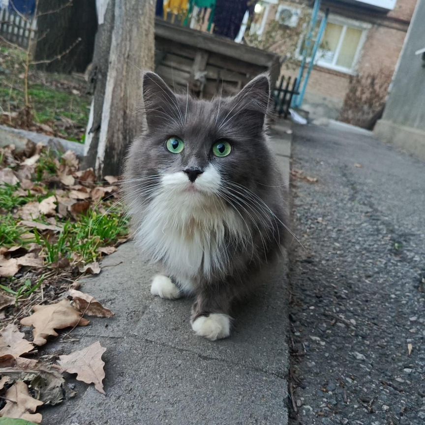 Королева на улице