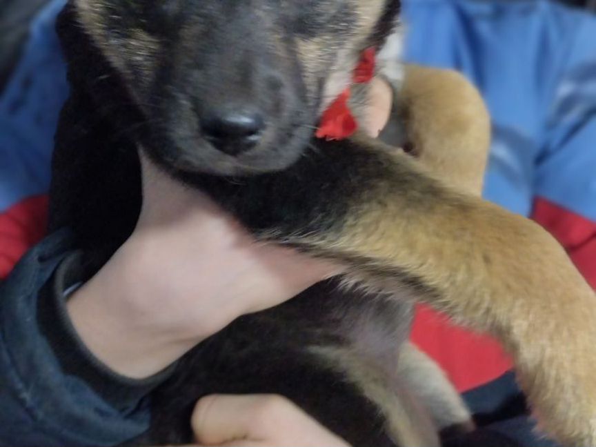 Собака в добрые руки отдам бесплатно