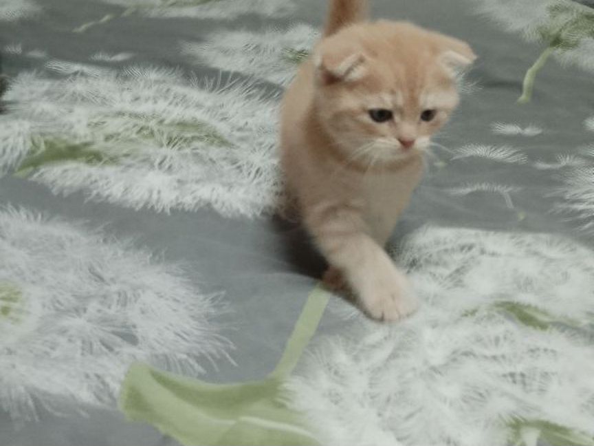 Британский кот