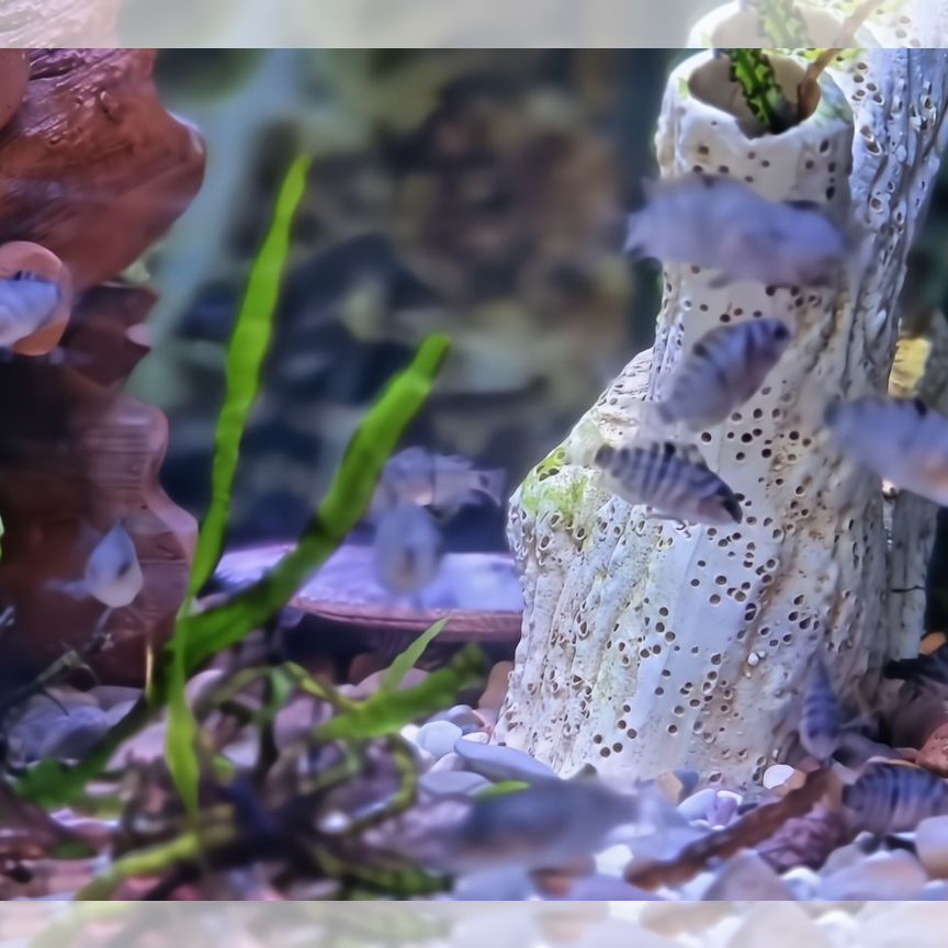 Рыбки пресноводные зебра