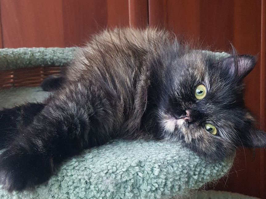 Невская маскарадная черепаховая кошка Невка 10мес